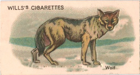 A wolf at the door… | Wolves in London