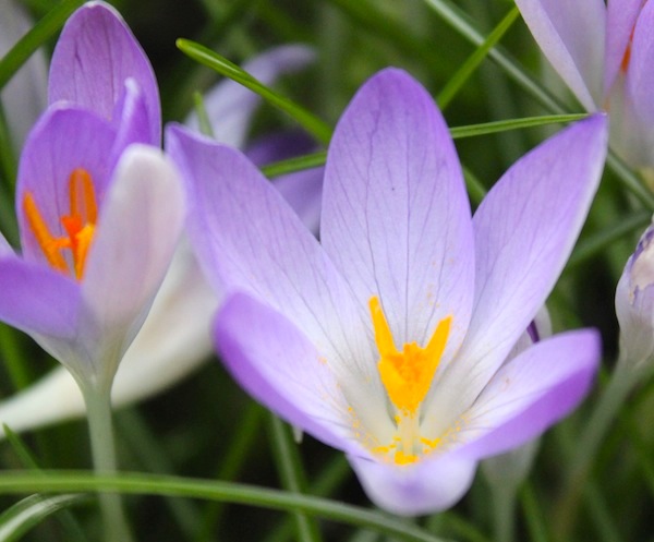 Planting the seed… | Wolves in London