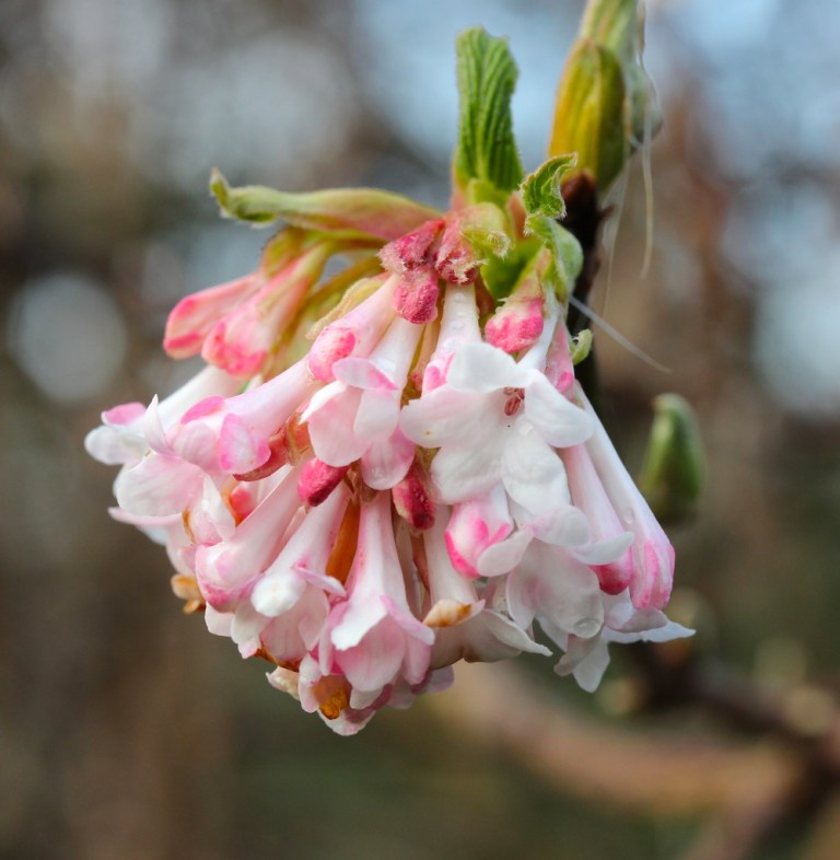 Beautiful right now: plants for winter | Wolves in London