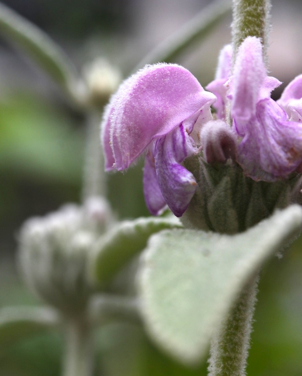 Growing, growing, growing | Wolves in London