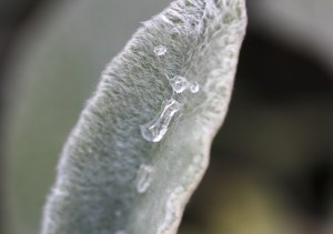 You call this June? | Wolves in London