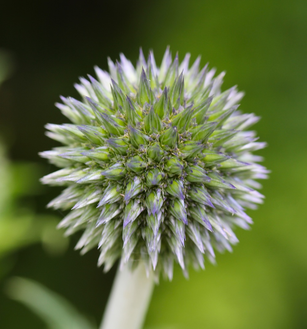 In the garden: June | Wolves in London