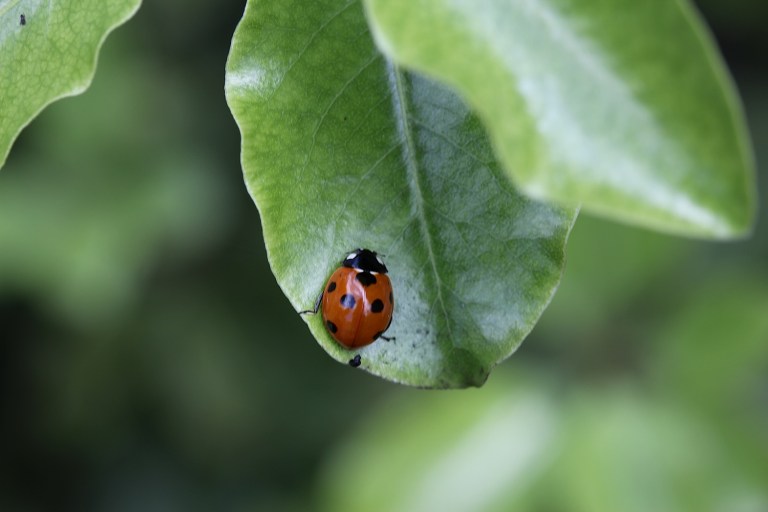 In the garden: June | Wolves in London