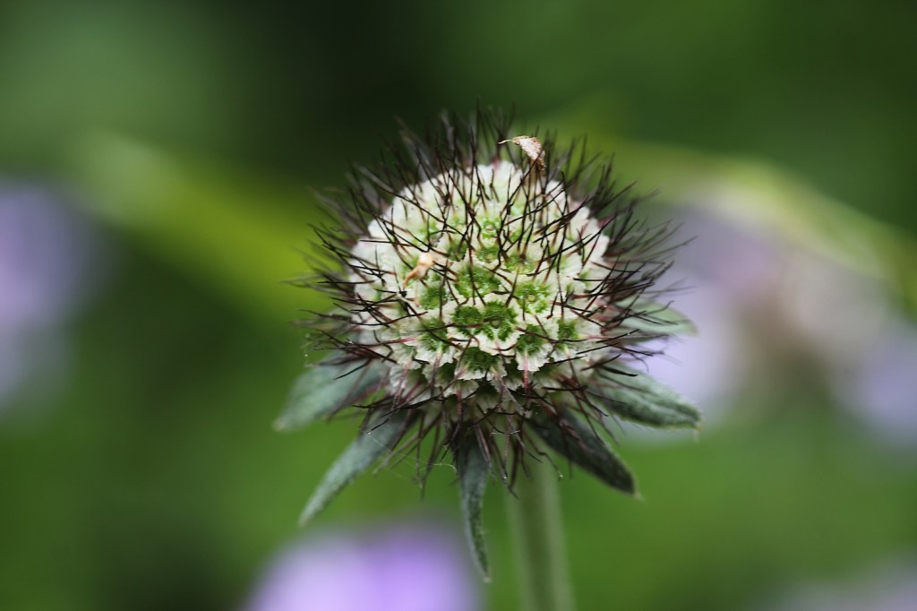 In the garden: June | Wolves in London