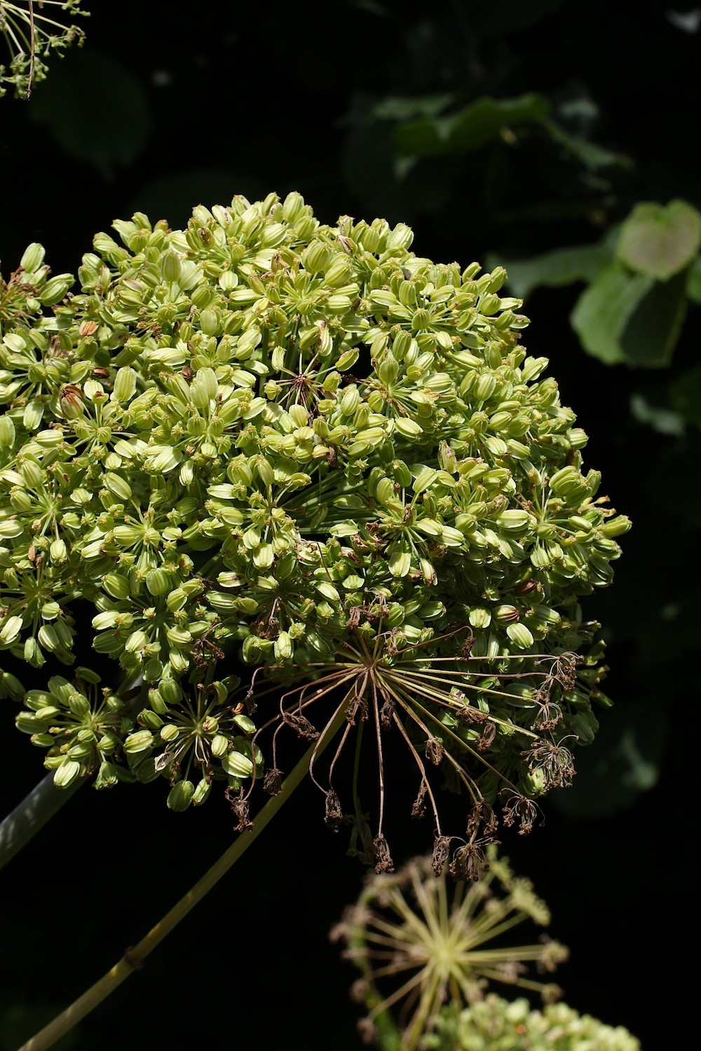 In the garden: June | Wolves in London